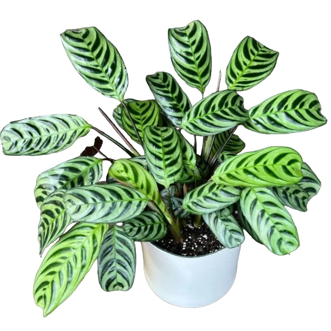 Ctenanthe Burle | Marxii | Fishbone Prayer Plant 4" ( Must Buy A ...