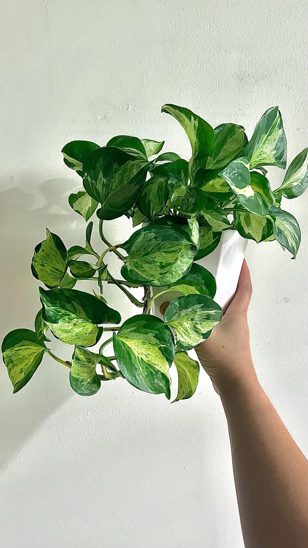 Manjula Pothos 4 Pot Rare Pothos EXACT Plant must Buy A Minimum of Any ...