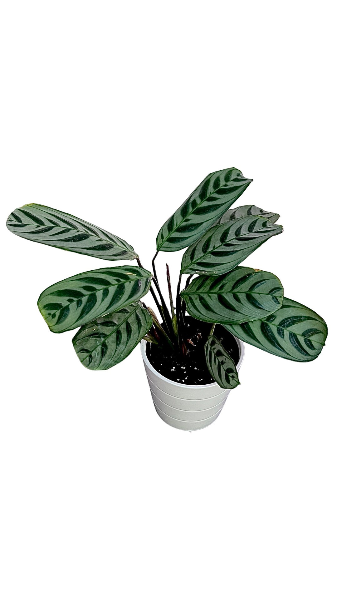 Ctenanthe Burle Marxii Fishbone Prayer Plant 4 - Etsy