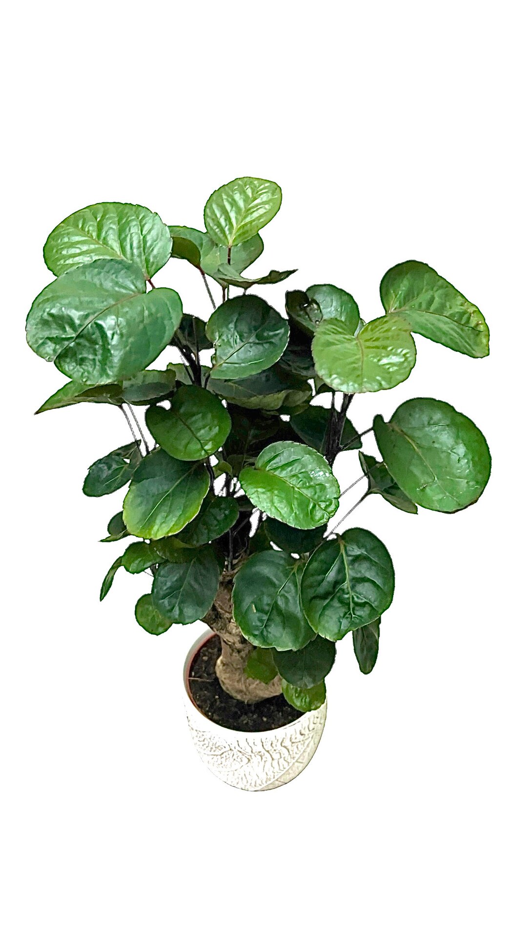 Aralia Fabian Stump in 5 Inch Decorative White Pot Home Decor Beautiful ...