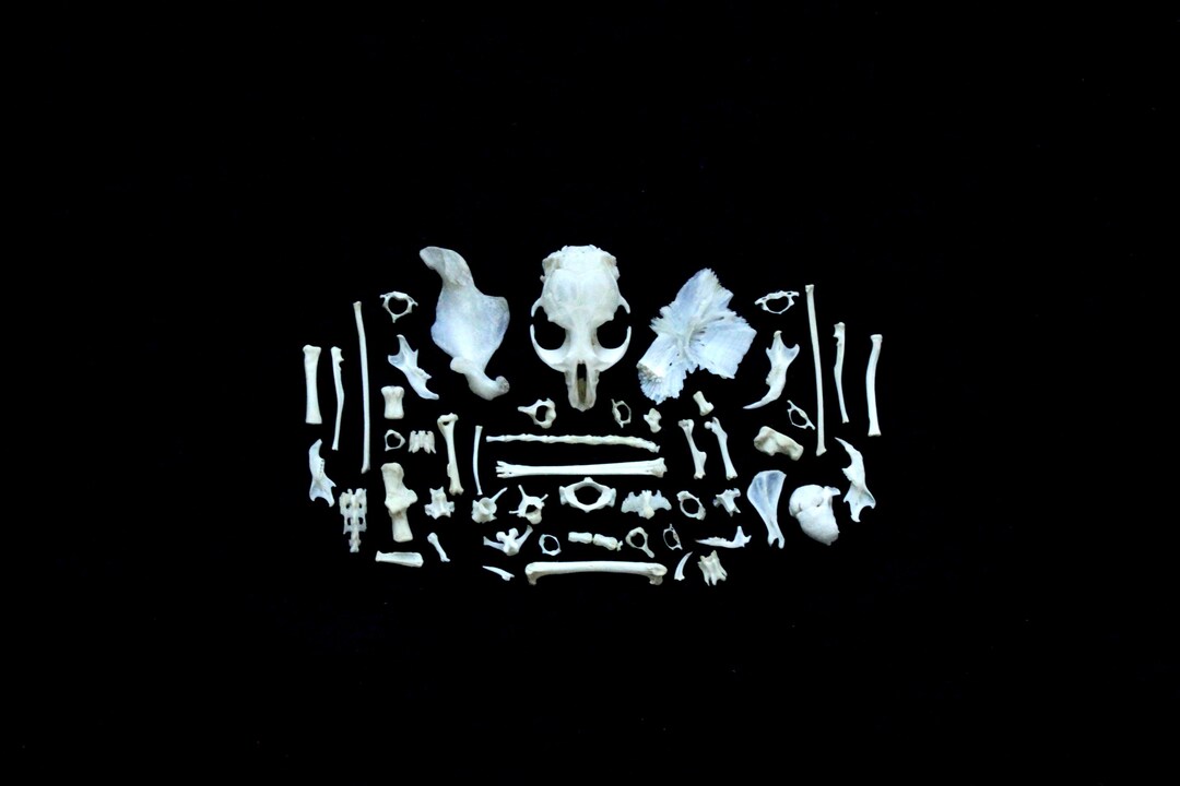 50 Tiny Bones Collection - Cruelty Free - Pocket Gopher, Bird, Kangaroo ...