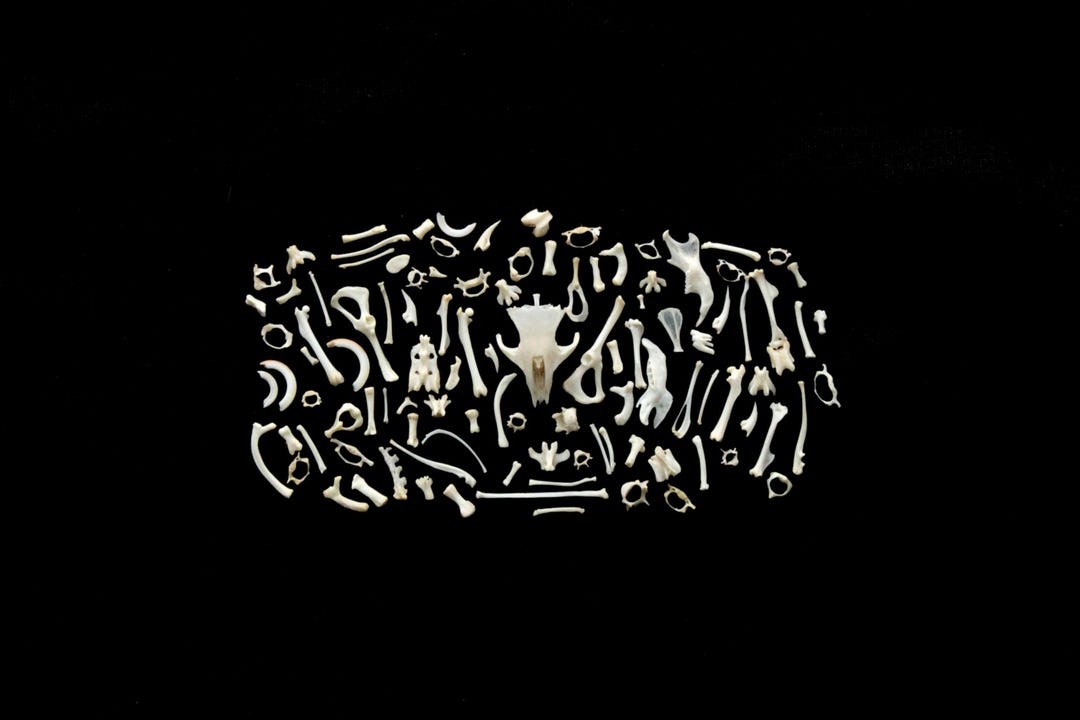 100 Super Tiny Bone Collection Cruelty Free Pocket Gopher, Rat ...