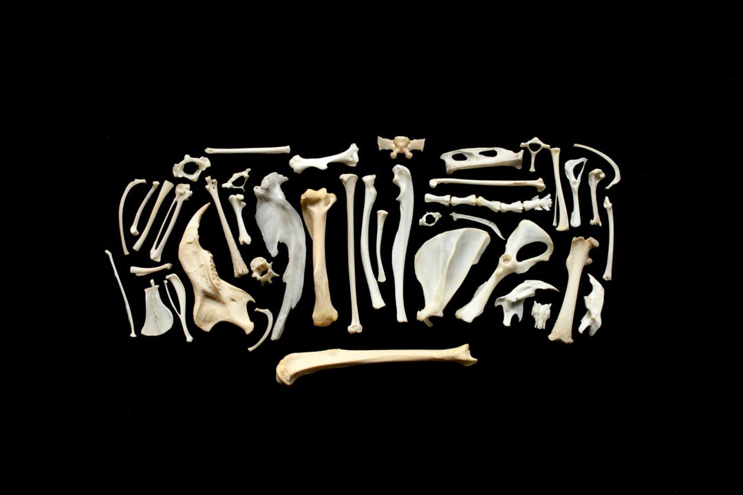 Tiny Bone Collection - Cruelty Free - Squirrel, Rat, Frog, Pocket ...