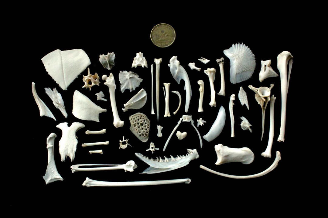 Wonderful Bones Collection Cruelty Free Squirrel Fish - Etsy Canada