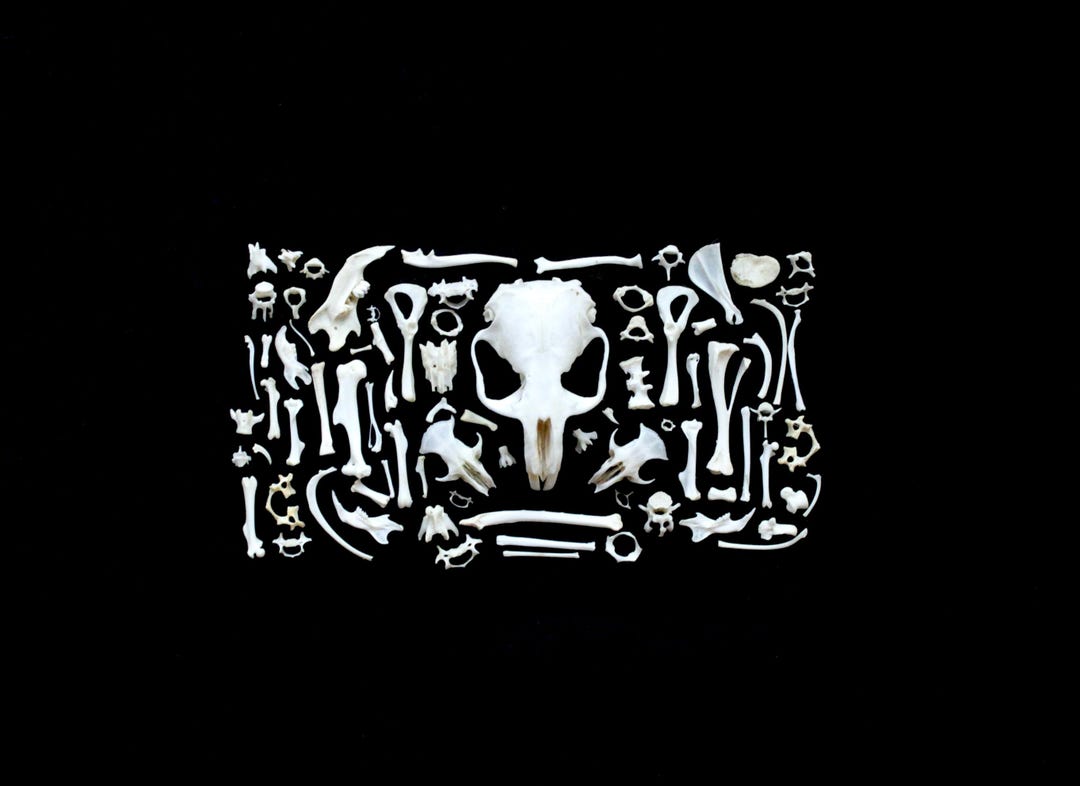 Tiny Bone Collection - Cruelty Free - Pocket Gopher, Rat, Shrew, Bird ...