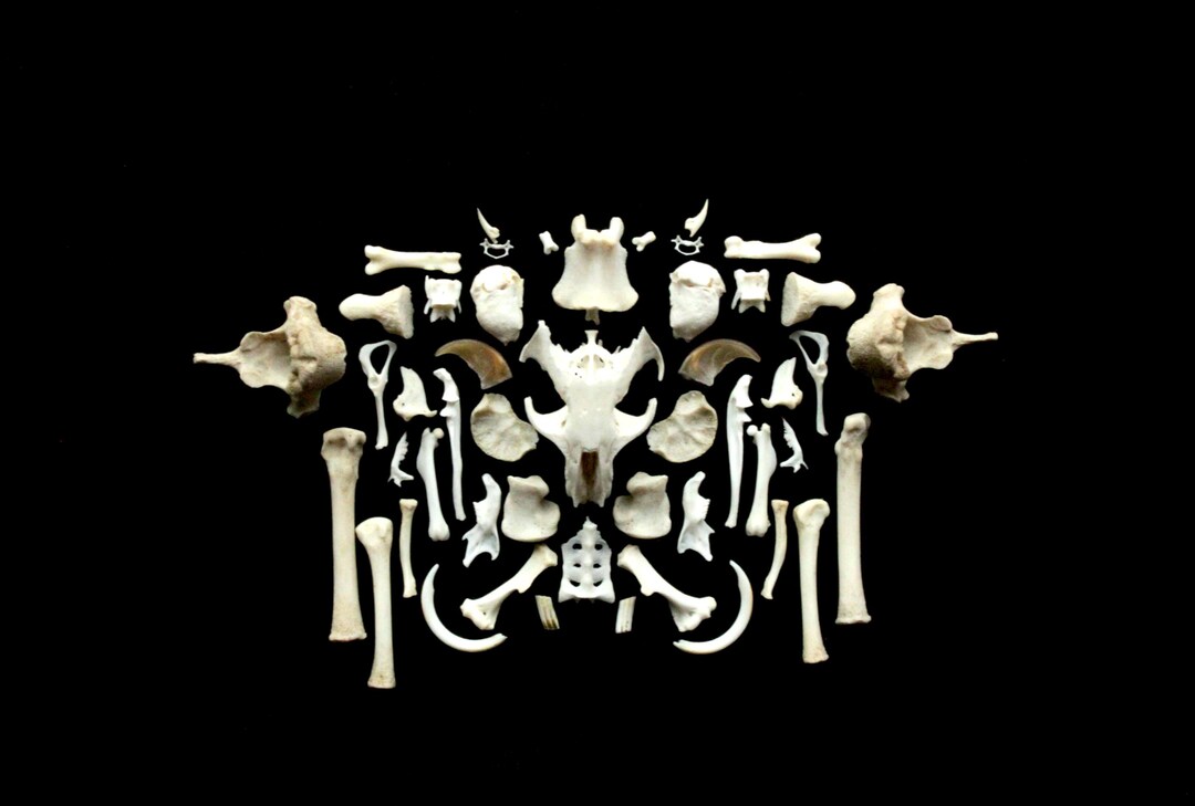Tiny Bone and Teeth Collection - Cruelty Free - Pocket Gopher, Young ...