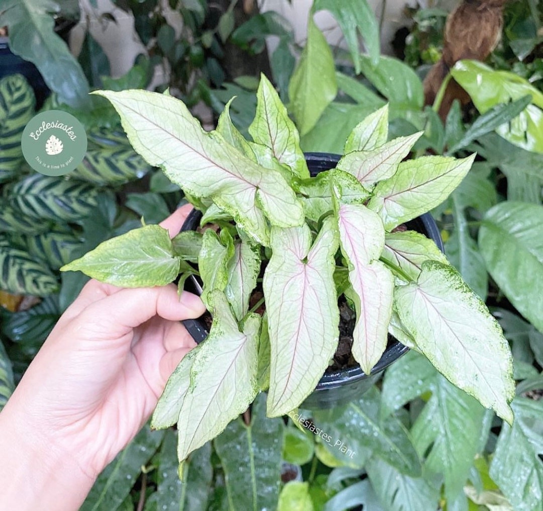 Syngonium Orm Manee live Plant Fully Rooted House Plant - Etsy
