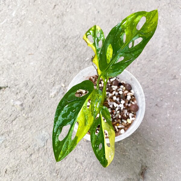 Syngonium Aurea Yellow Variegated - Etsy