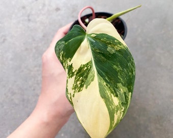 Philodendron Live Plant - Etsy