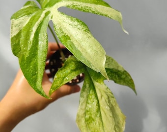 Monstera Mint Variegated - Etsy