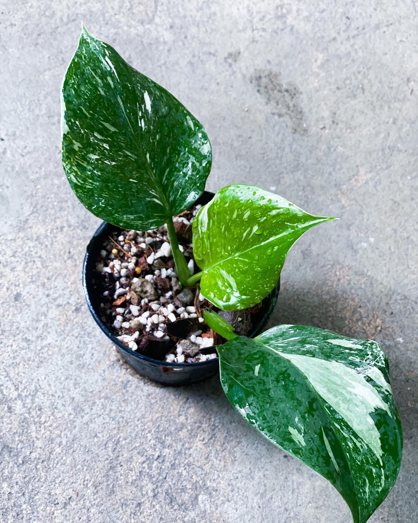 Whiteknightmarble - Etsy