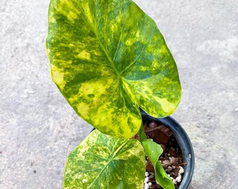 Alocasia Gageana Variegated - Etsy