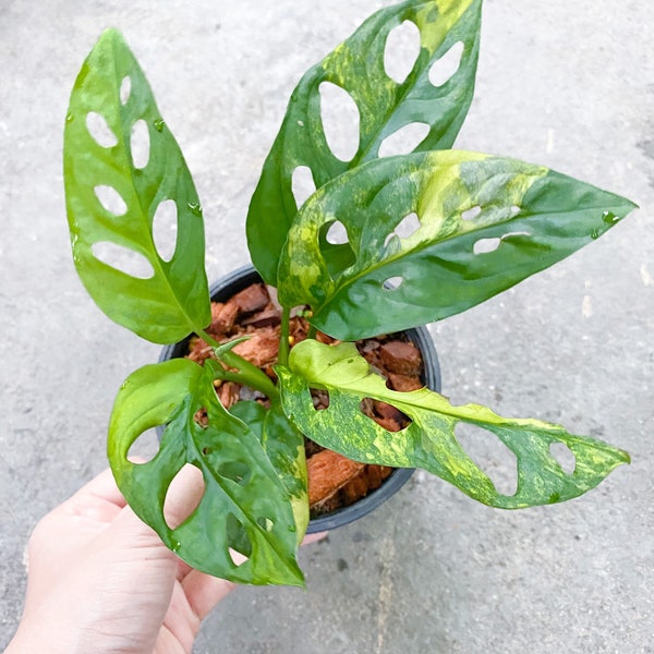 Syngonium Aurea Yellow Variegated - Etsy