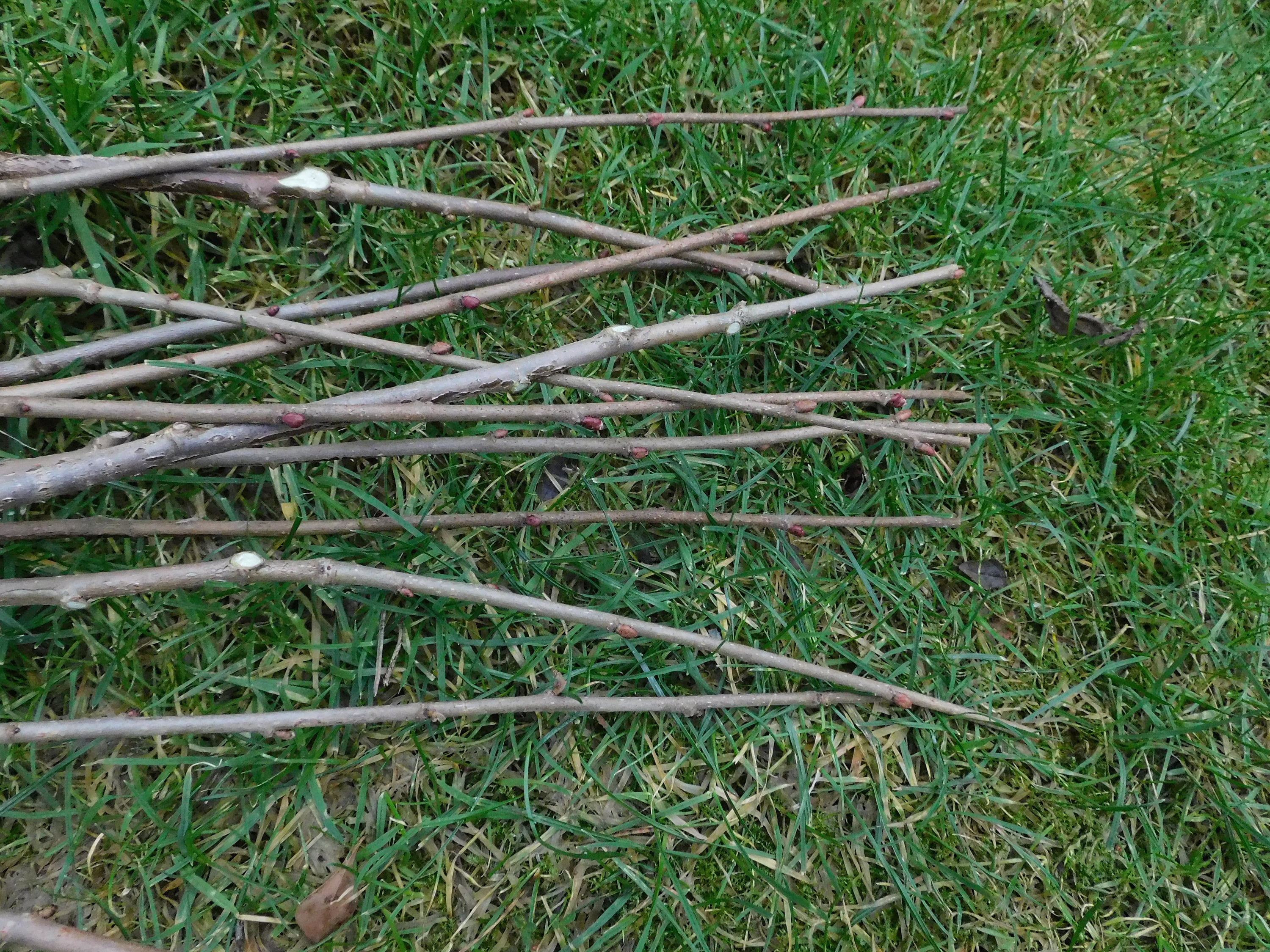 Organic Hazel Sticks Whips for Crafting Basketry Weaving Floristry Wand ...