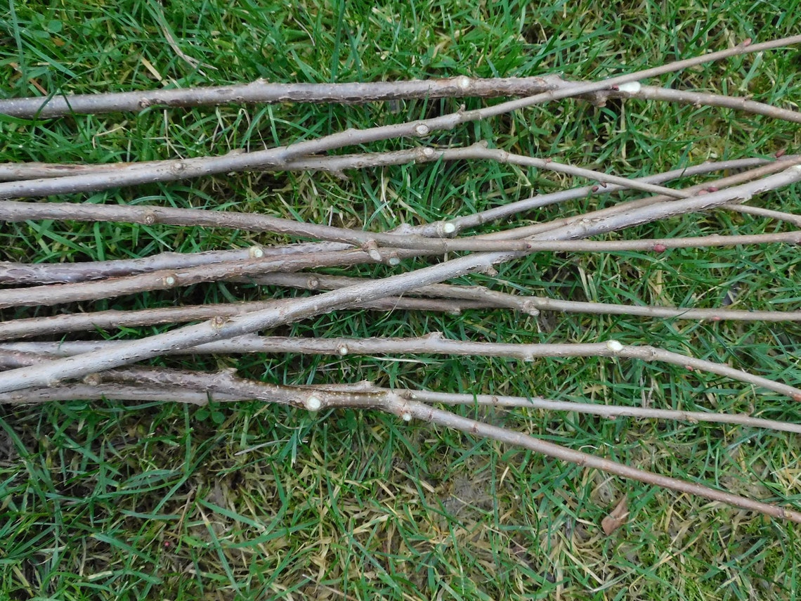 Organic Hazel Sticks Whips for Crafting Basketry Weaving Floristry Wand ...