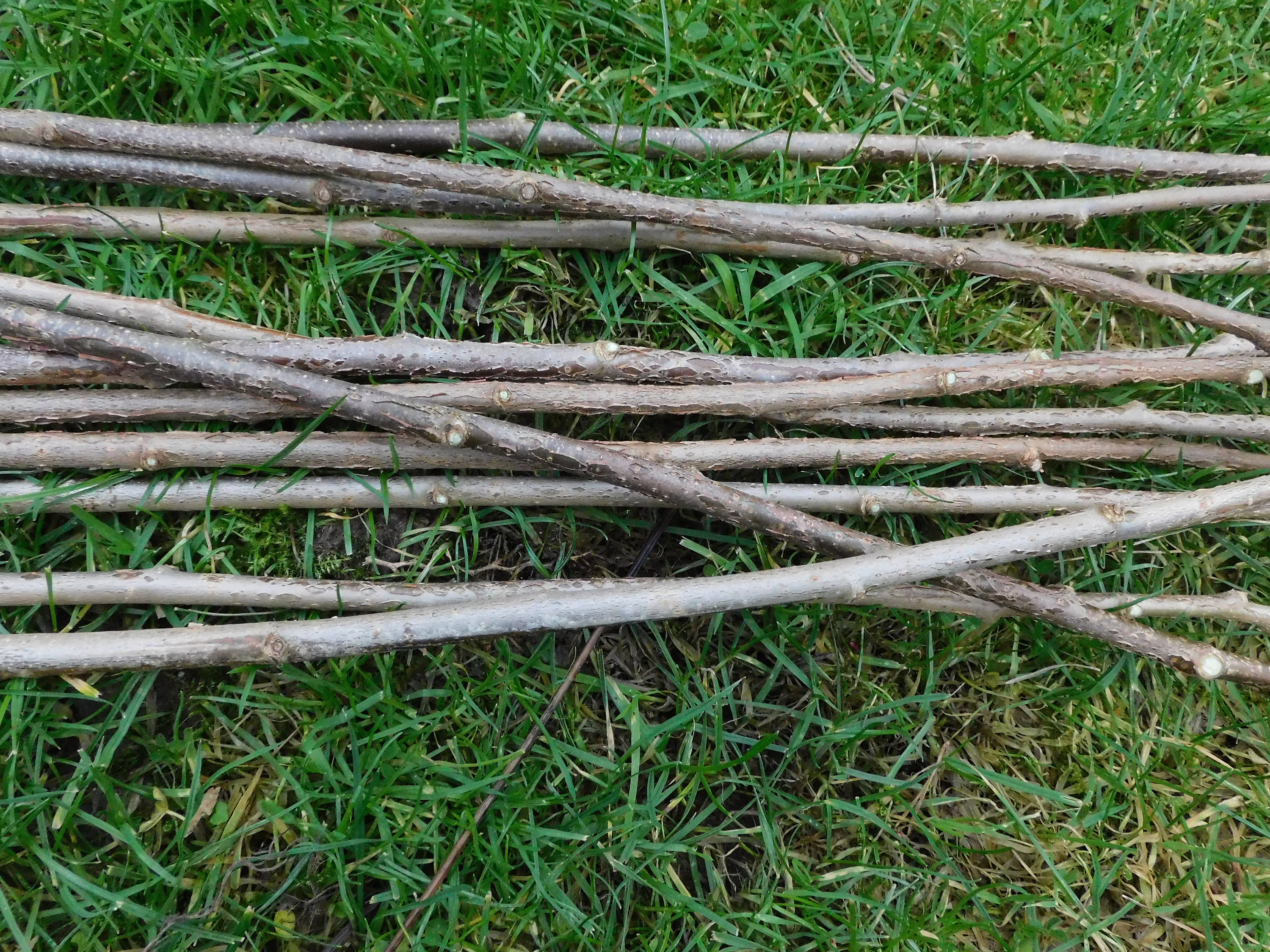 Organic Hazel Sticks Whips for Crafting Basketry Weaving Floristry Wand ...