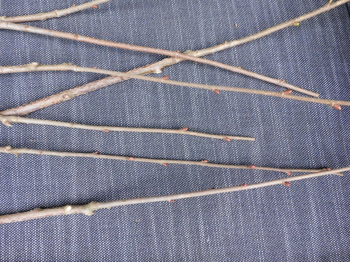 Organic Hazel Sticks Whips for Crafting Basketry Weaving Floristry Wand ...
