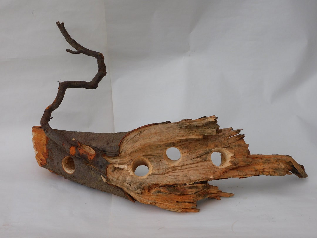 Unique Natural Alder Root Scuptural Decoration for Aquarium Vivarium ...