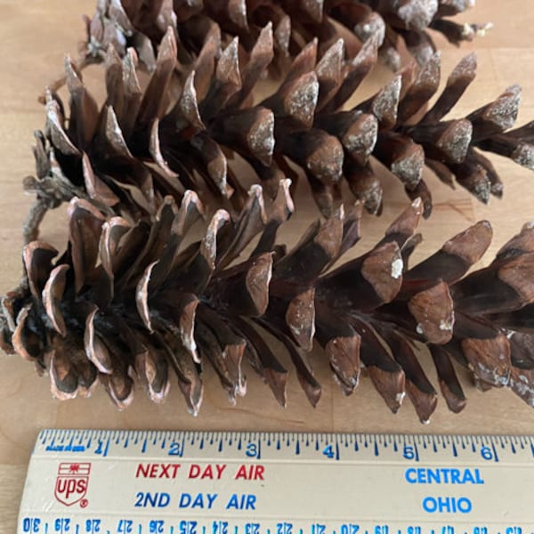 Large Pine Cones - Etsy