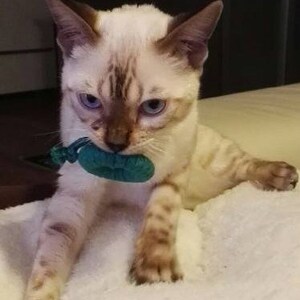 Teething Rings for Cats - Etsy