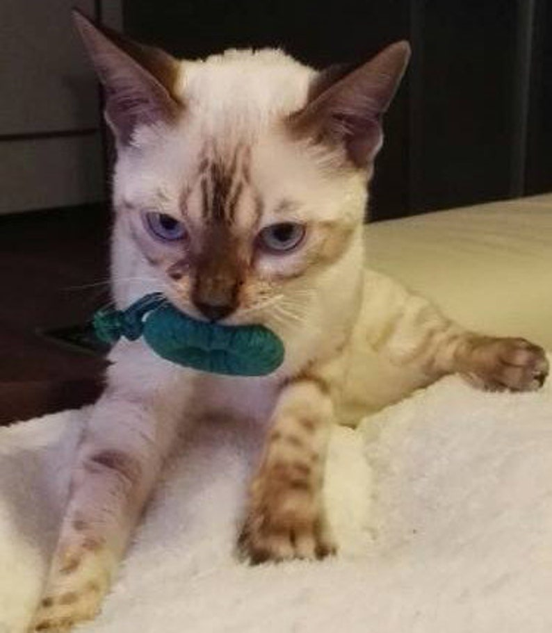 Teething Rings for Cats - Etsy