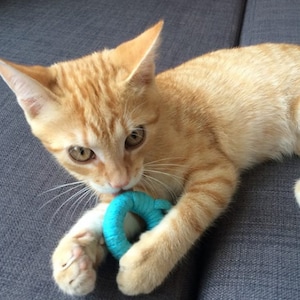 Teething Rings for Cats - Etsy
