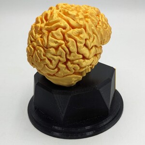 Personalised Brain Trophy, Big Brain Trophy, Best Quizzer Trophy ...