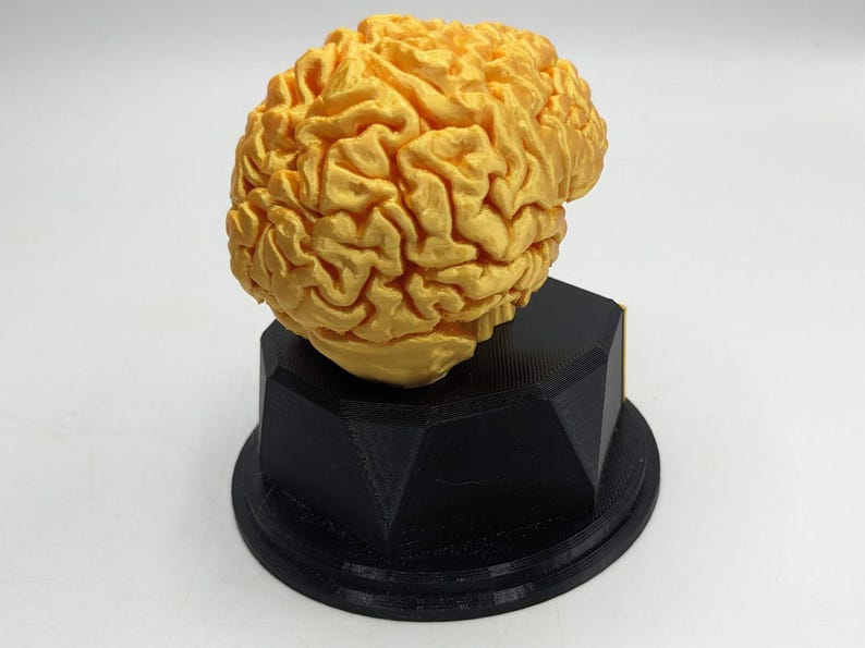 Personalised Brain Trophy, Big Brain Trophy, Best Quizzer Trophy ...