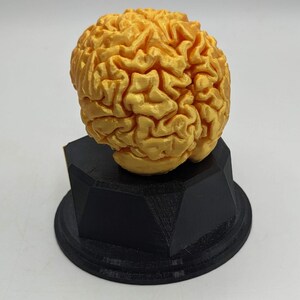 Personalised Brain Trophy, Big Brain Trophy, Best Quizzer Trophy ...