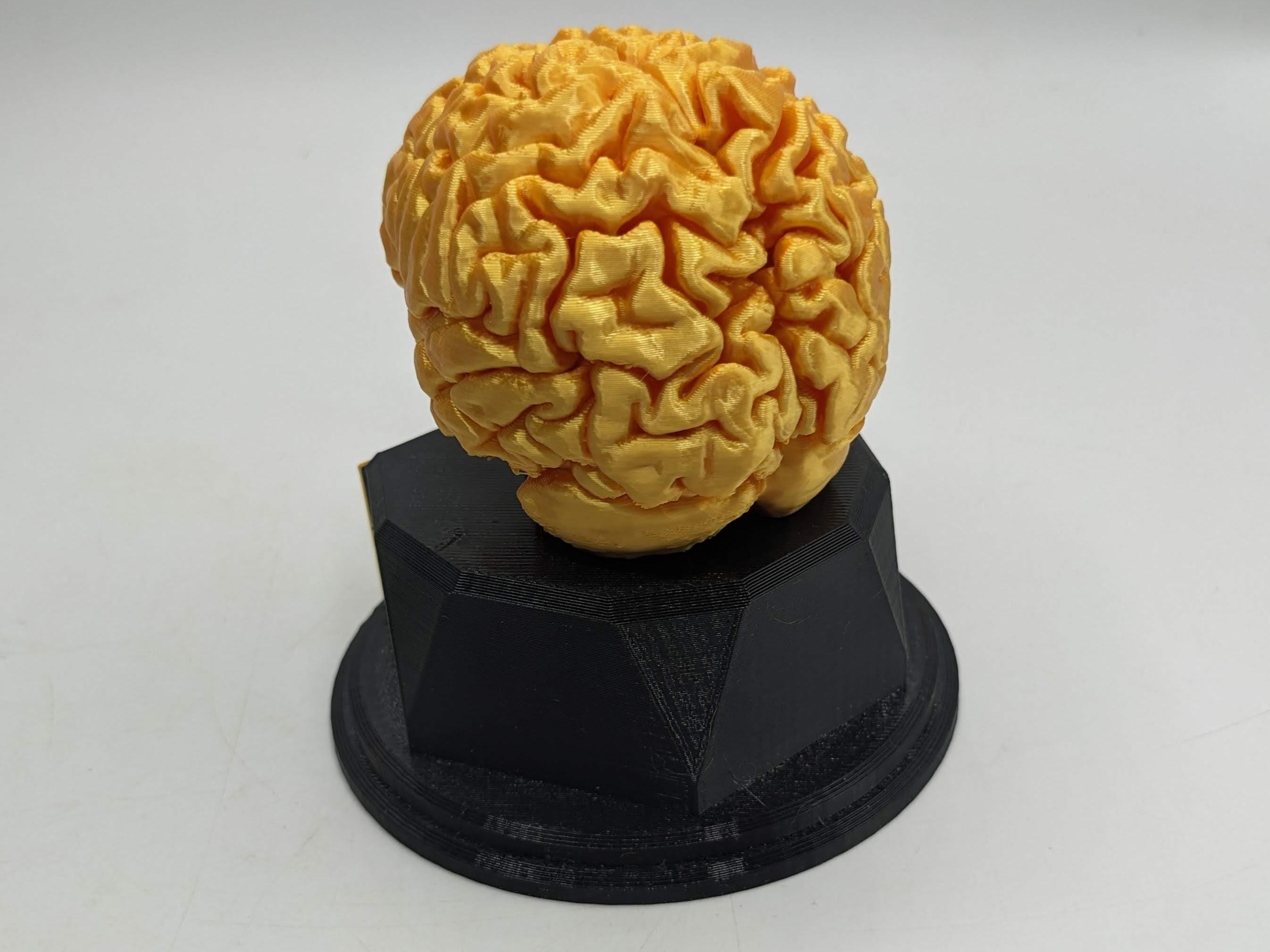 Personalised Brain Trophy, Big Brain Trophy, Best Quizzer Trophy ...