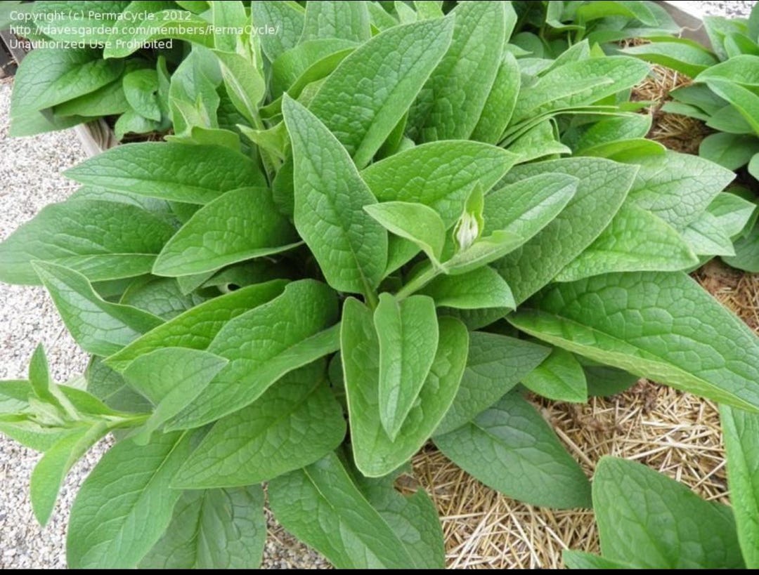 Organic Russian Boking 14 Comfrey Rhizome - Etsy