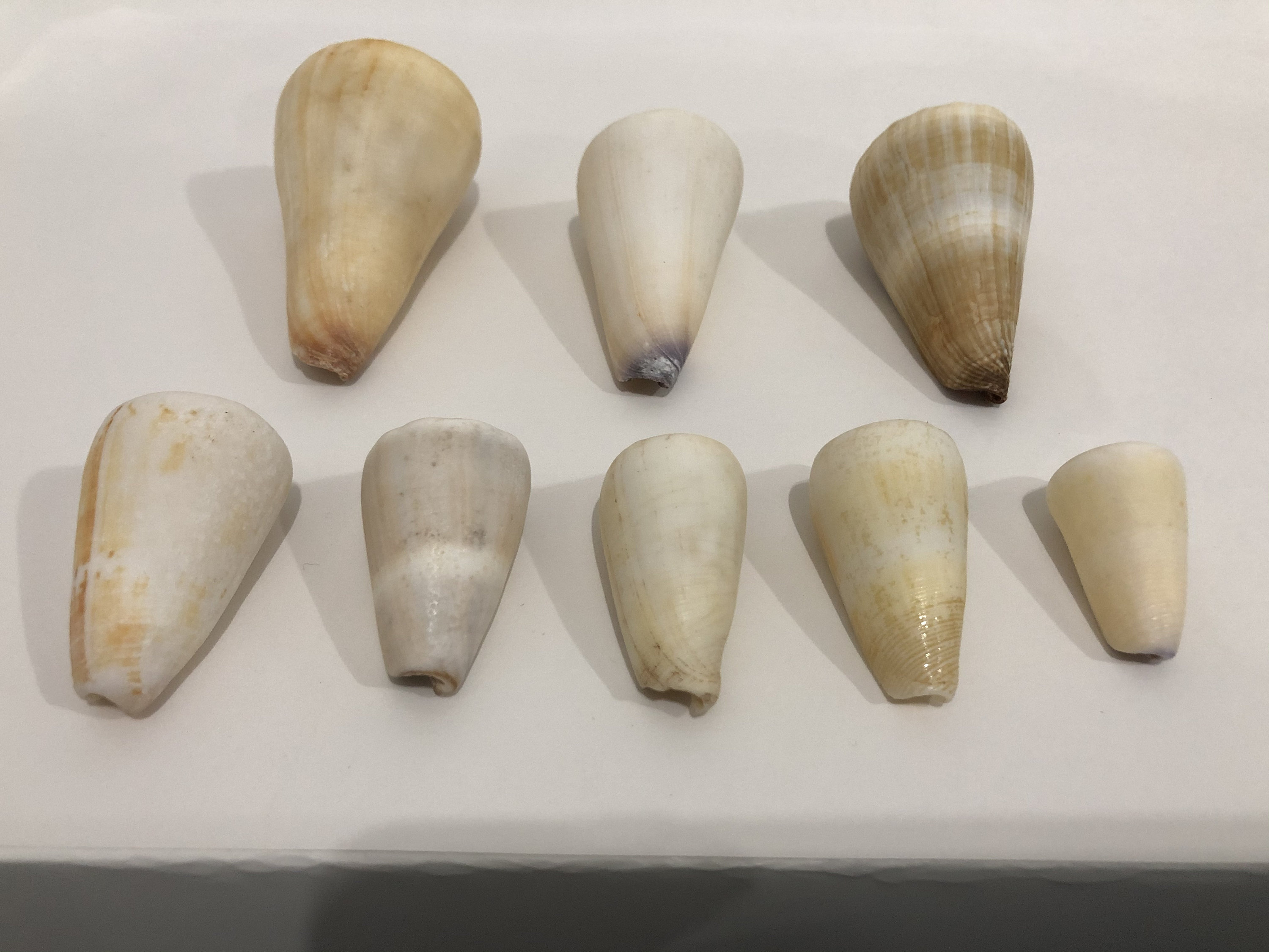 Cone Shell Seashells Collection 8 Pieces 10 oz | Etsy