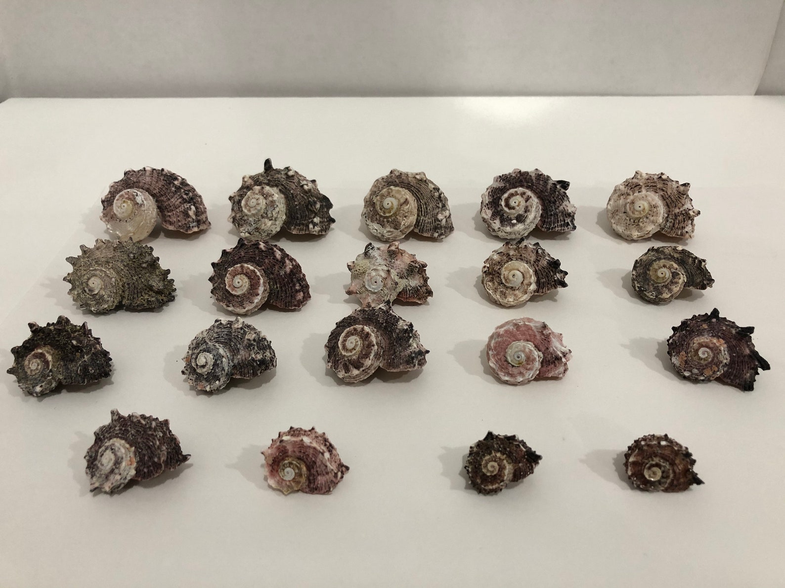 Snail Shell Seashells Spike Collection 19 Pieces 11 Oz - Etsy