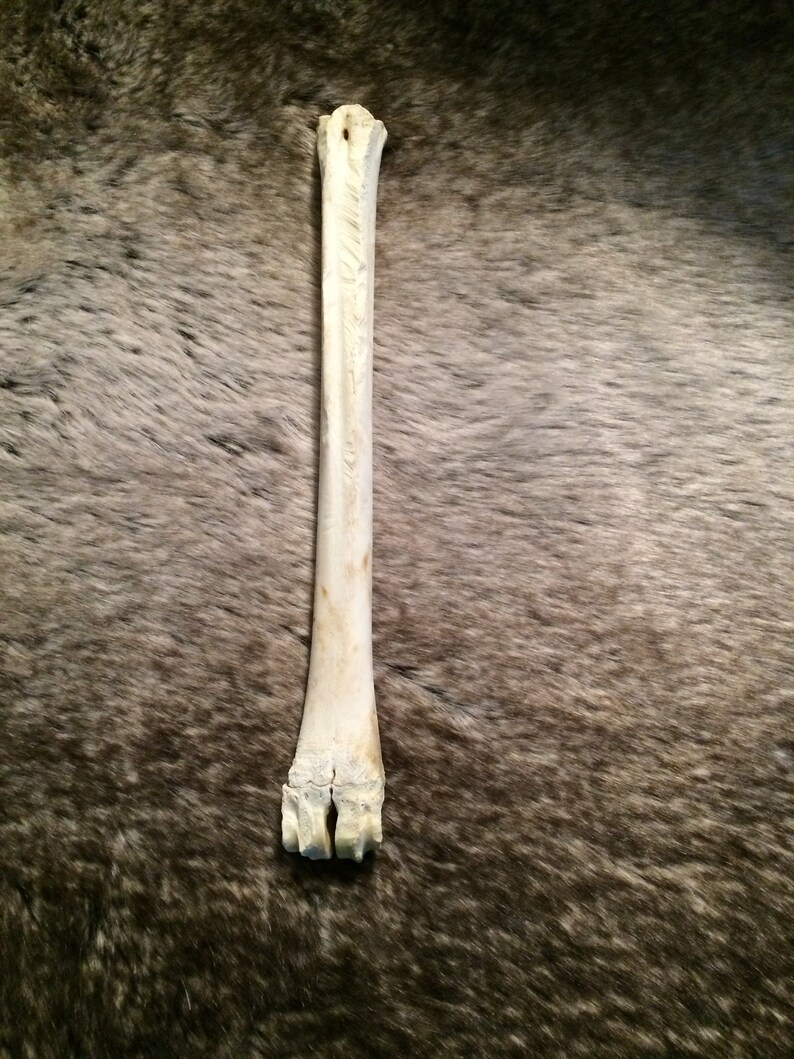 Ethically Sourced Deer Femur Vulture Culture Taxidermy