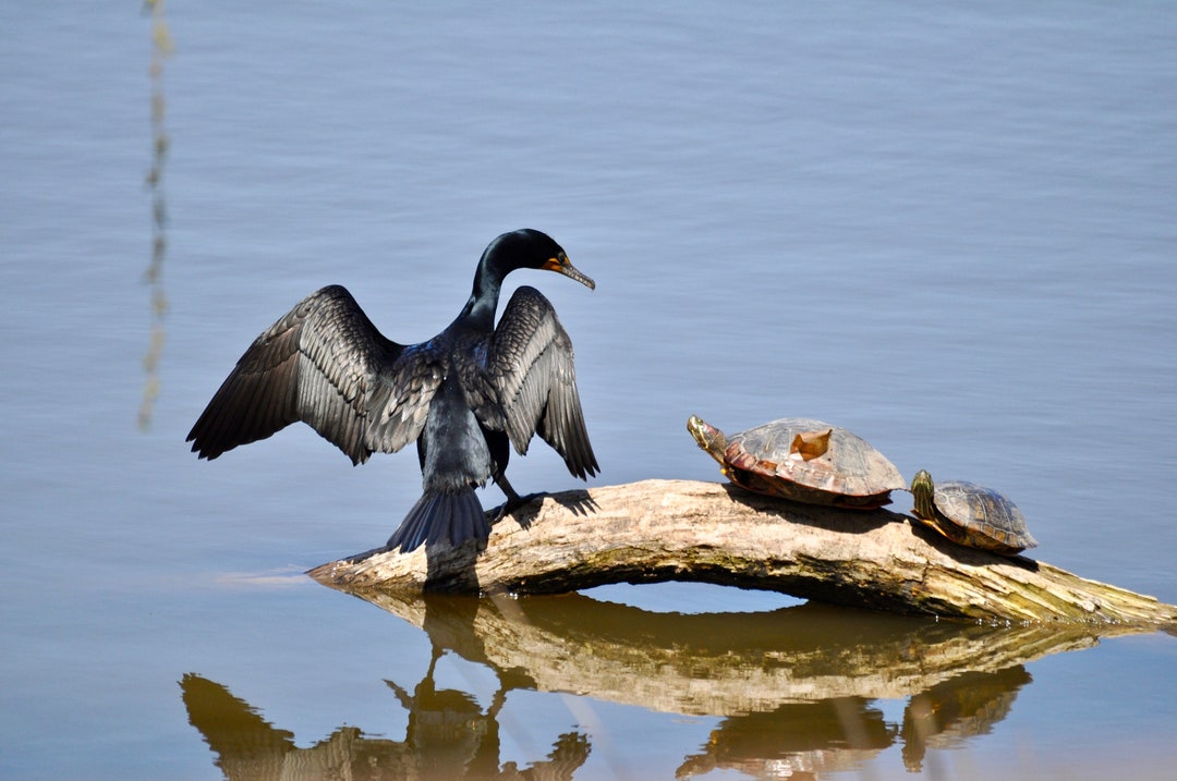 Instant Download Digital Picture Download to Print Cormorant and Two ...
