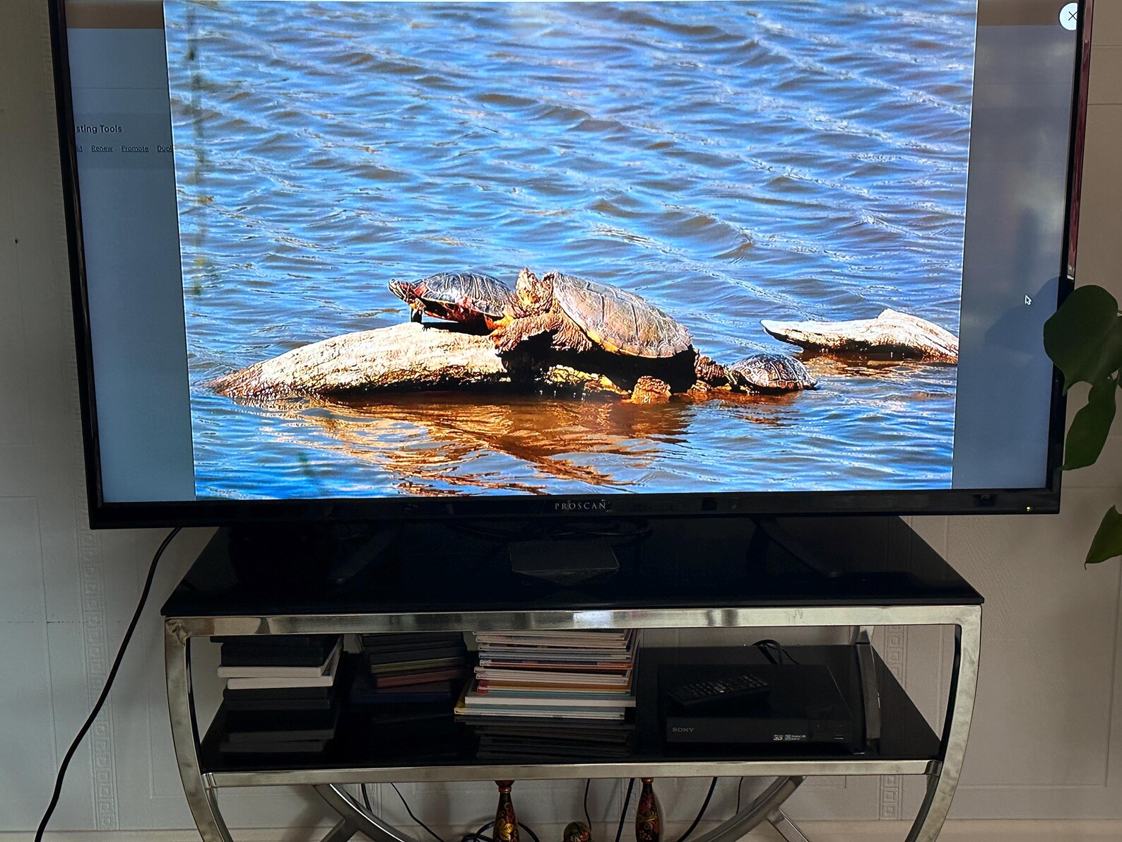 Instant Download Digital Picture to Print Family of Turtles Big Old ...