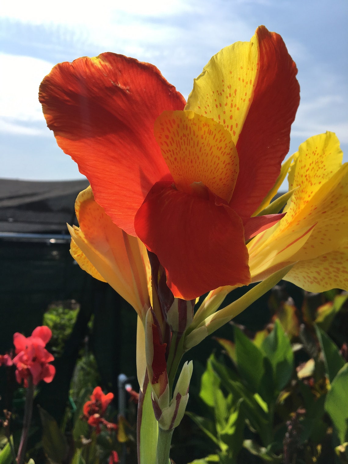 Cleopatra Canna Lily Purple and Green Leaves with Yellow and | Etsy