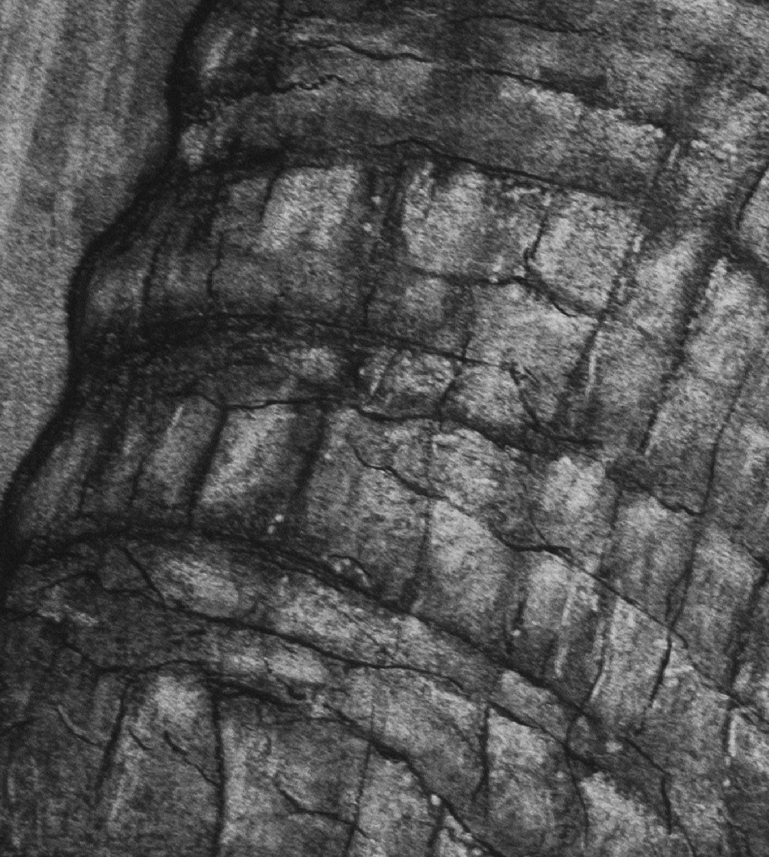 Elephant Grazing - Etsy