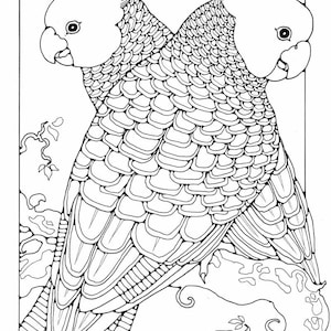 A Colouring Book of Parrots, 42 Different Pages to Download - Etsy