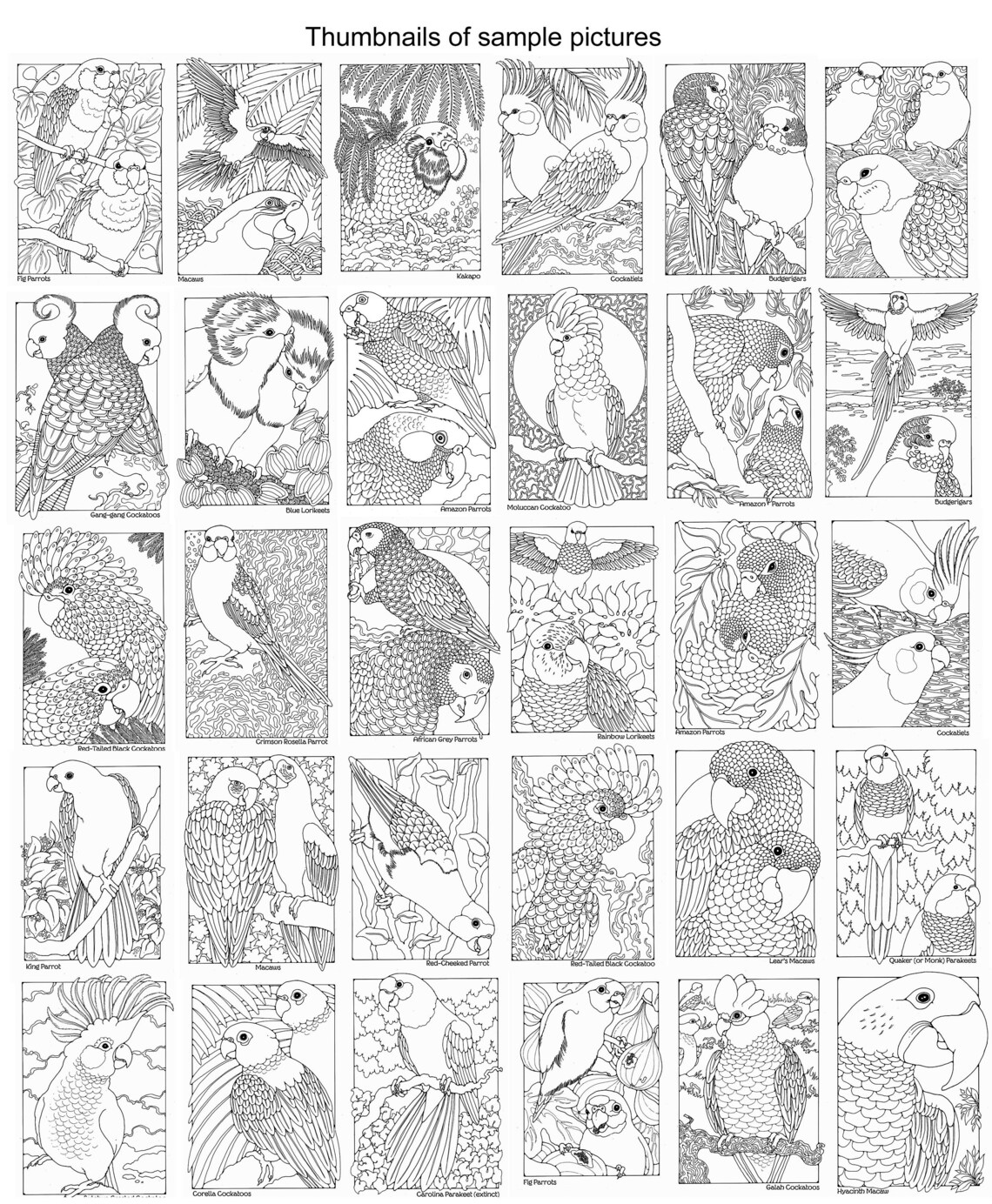 A Colouring Book of Parrots, 42 Different Pages to Download - Etsy