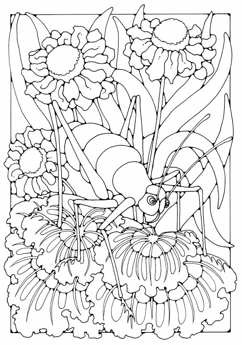 Butterflies and Bugs to Colour in US Letter Format. 42 Different Pages ...