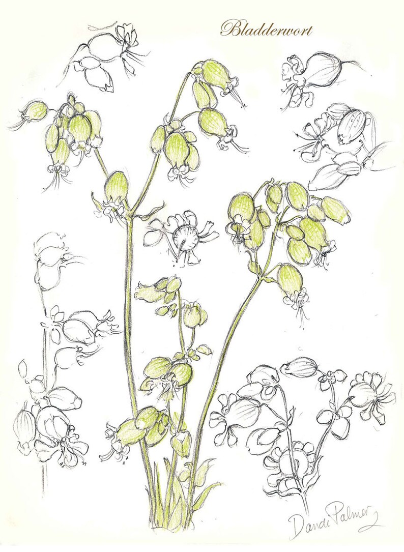 Blackberry, Bladderwort, Bluebell, Broom, Hazel Catkins, Cherry Blossom ...