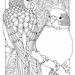 A Colouring Book of Parrots, 42 Different Pages to Download - Etsy