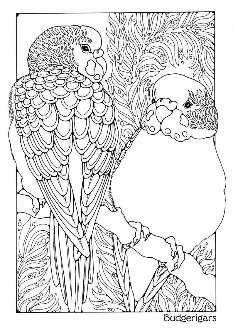 A Colouring Book of Parrots, 42 Different Pages to Download - Etsy