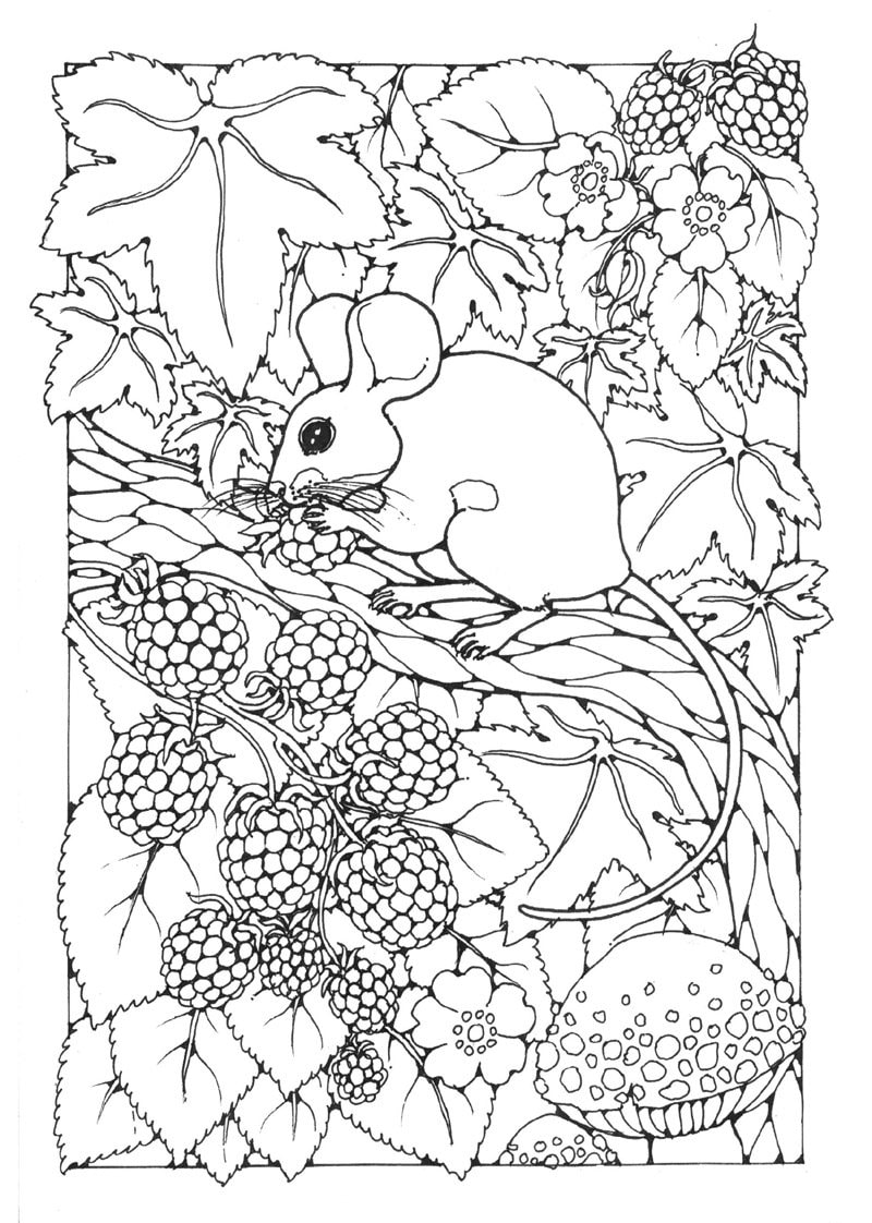 Pictures to Colour In 42 Different Pages to Download and - Etsy