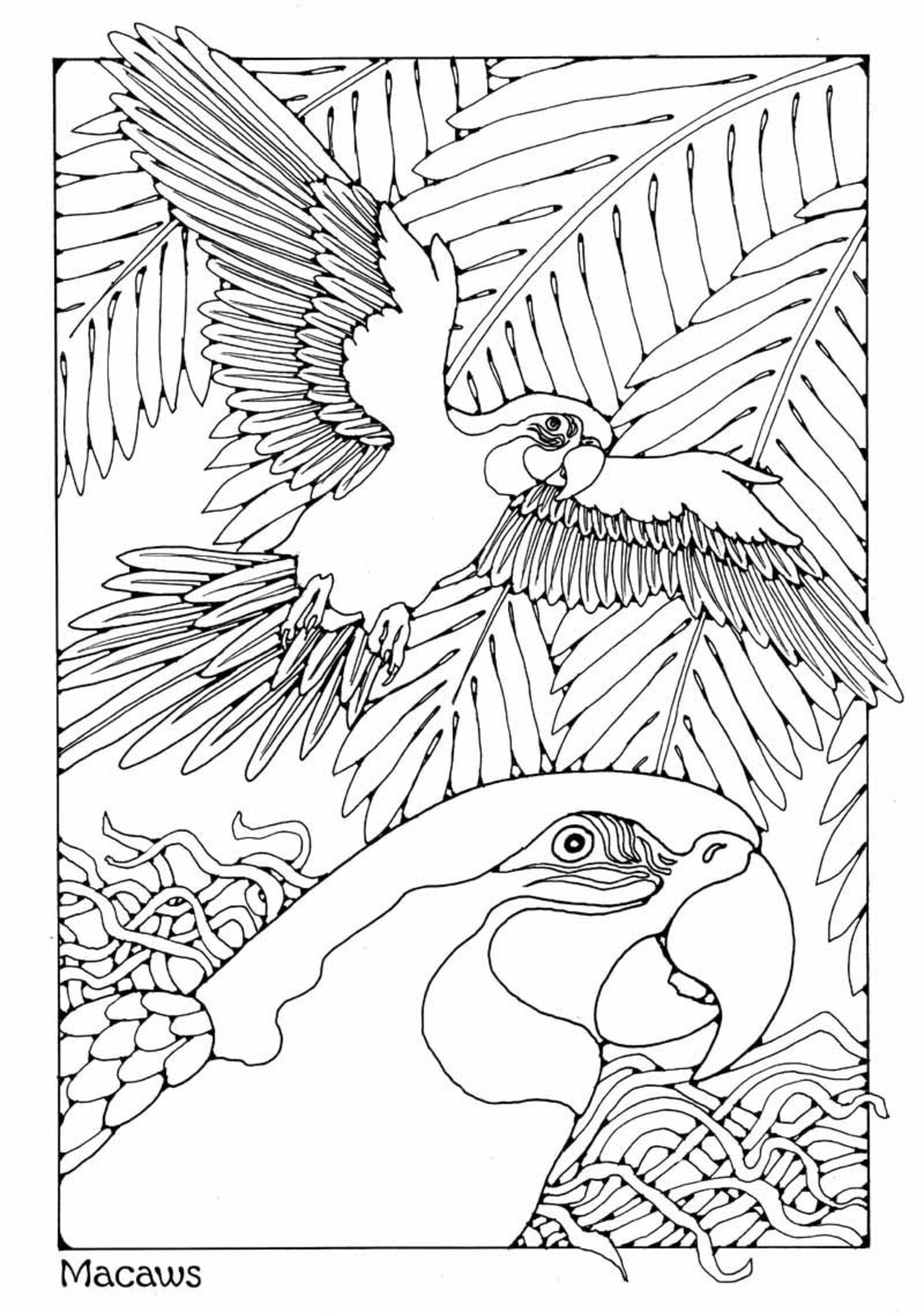A Colouring Book of Parrots, 42 Different Pages to Download - Etsy