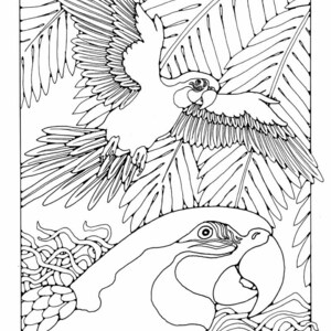 A Colouring Book of Parrots, 42 Different Pages to Download - Etsy