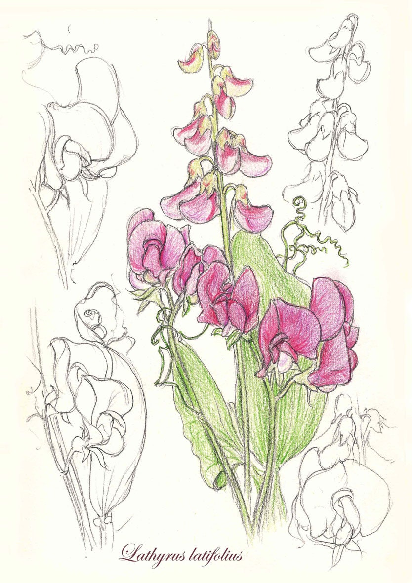 Blackberry, Bladderwort, Bluebell, Broom, Hazel Catkins, Cherry Blossom ...