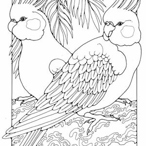 A Colouring Book of Parrots, 42 Different Pages to Download - Etsy