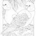 A Colouring Book of Parrots, 42 Different Pages to Download - Etsy
